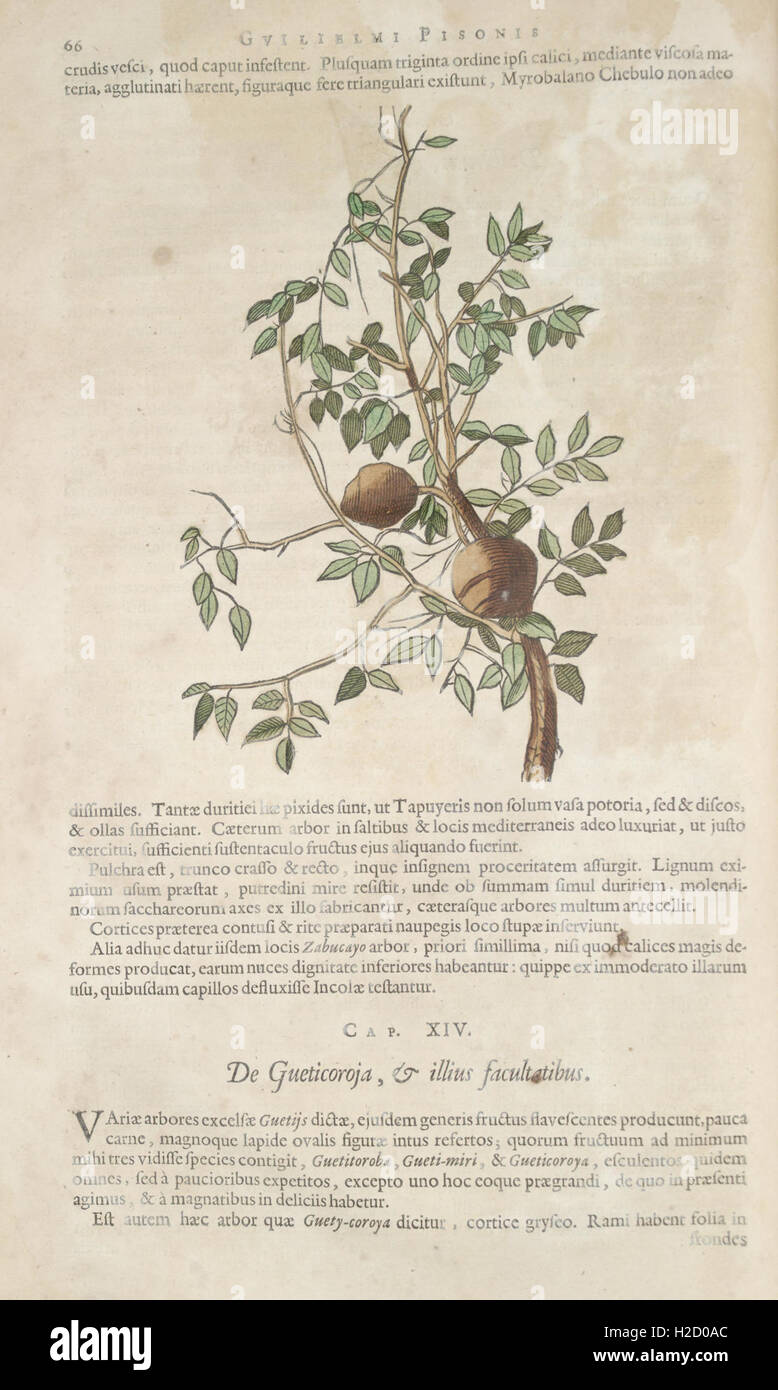 This natural history work covers the flora and fauna of Brazil, with ...