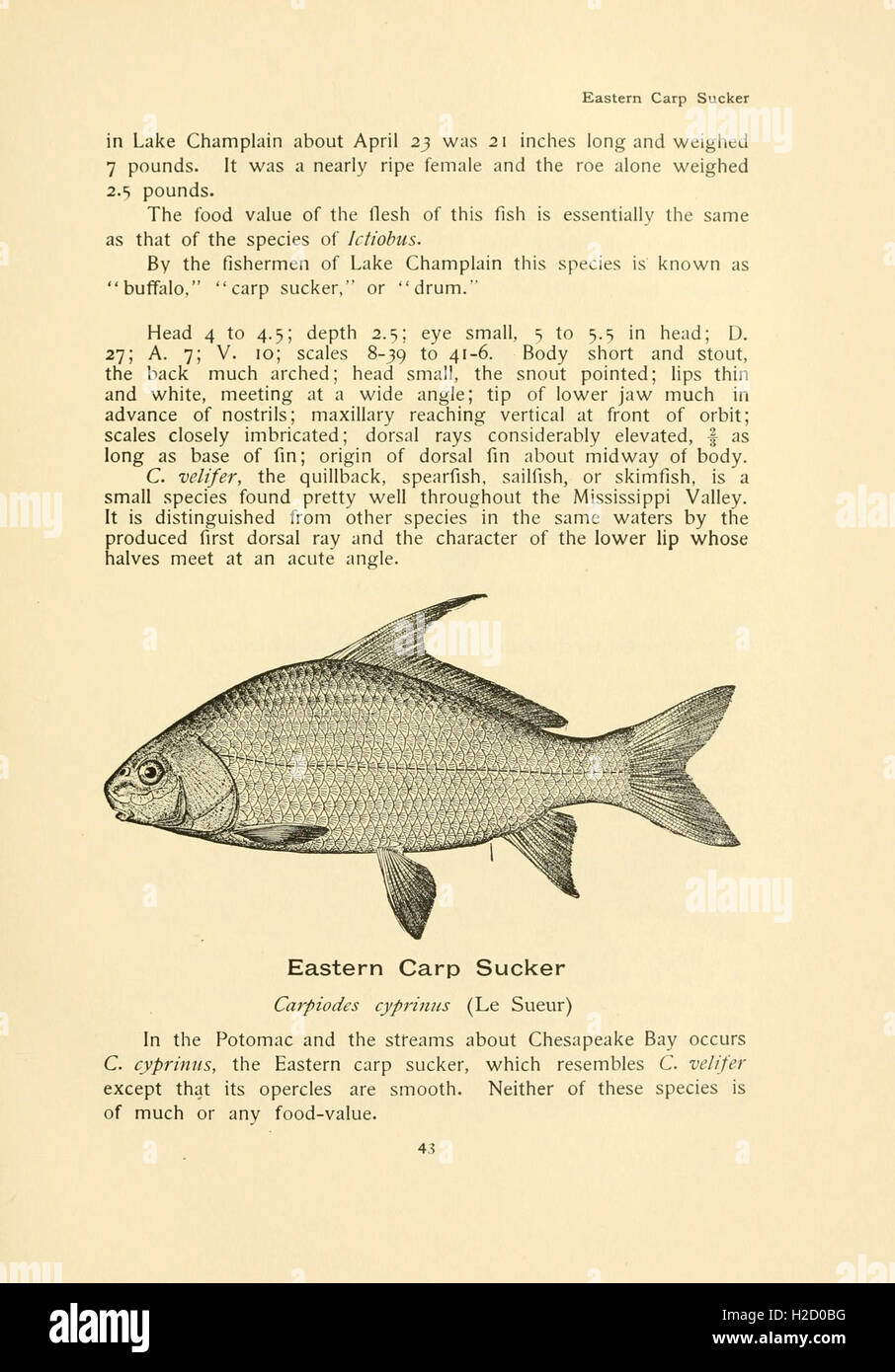 A guide to American food and game fish species, providing detailed ...