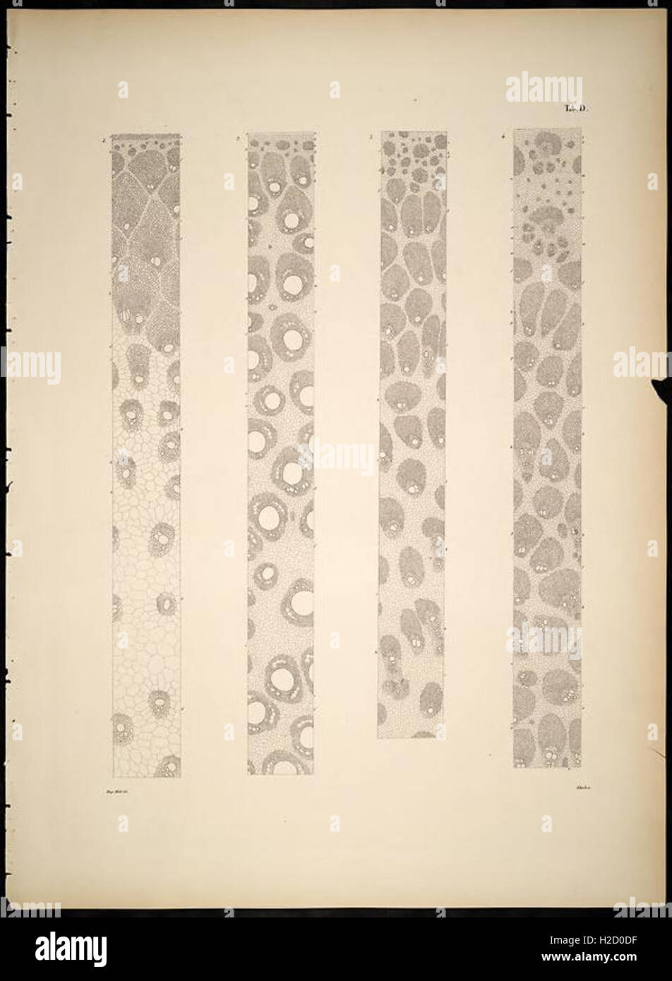 This natural history work focuses on the classification and ...