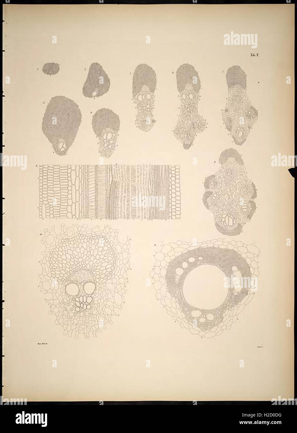 This work on the natural history of palms provides a comprehensive ...