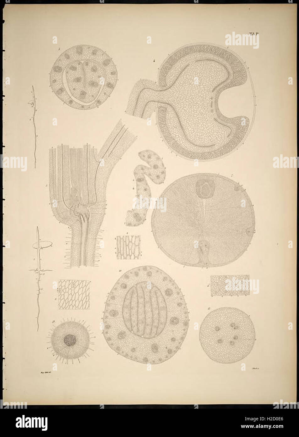 This work offers an in-depth study of palm species, covering their ...