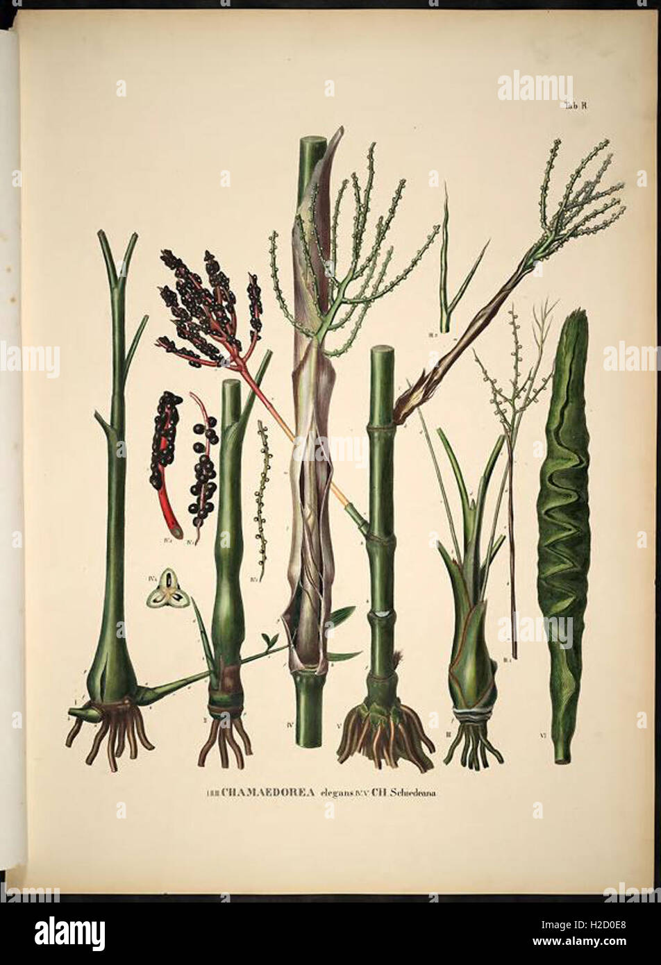 Historia naturalis palmarum (Tab. R Stock Photo - Alamy