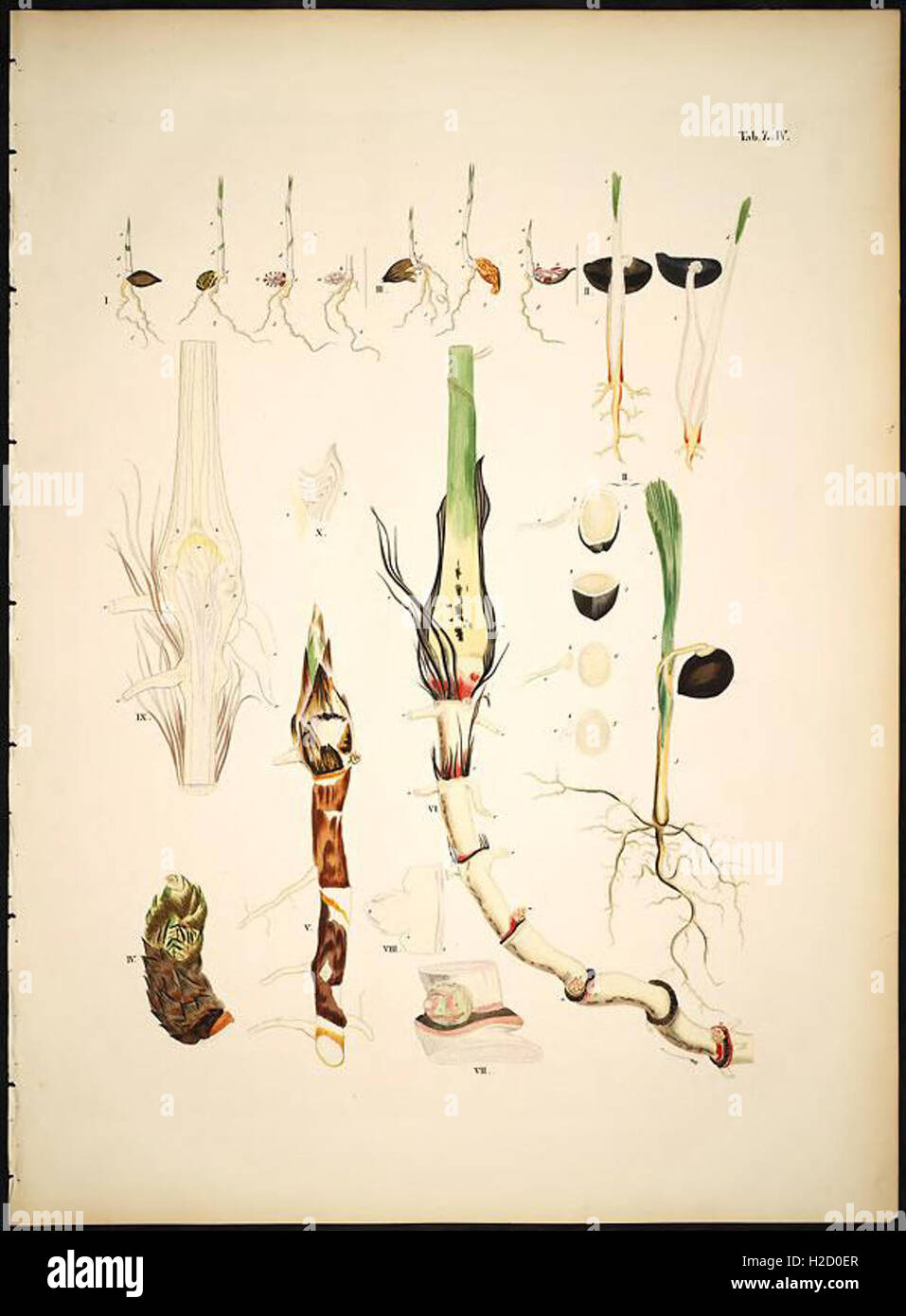 This text provides a detailed description of palm trees, exploring ...