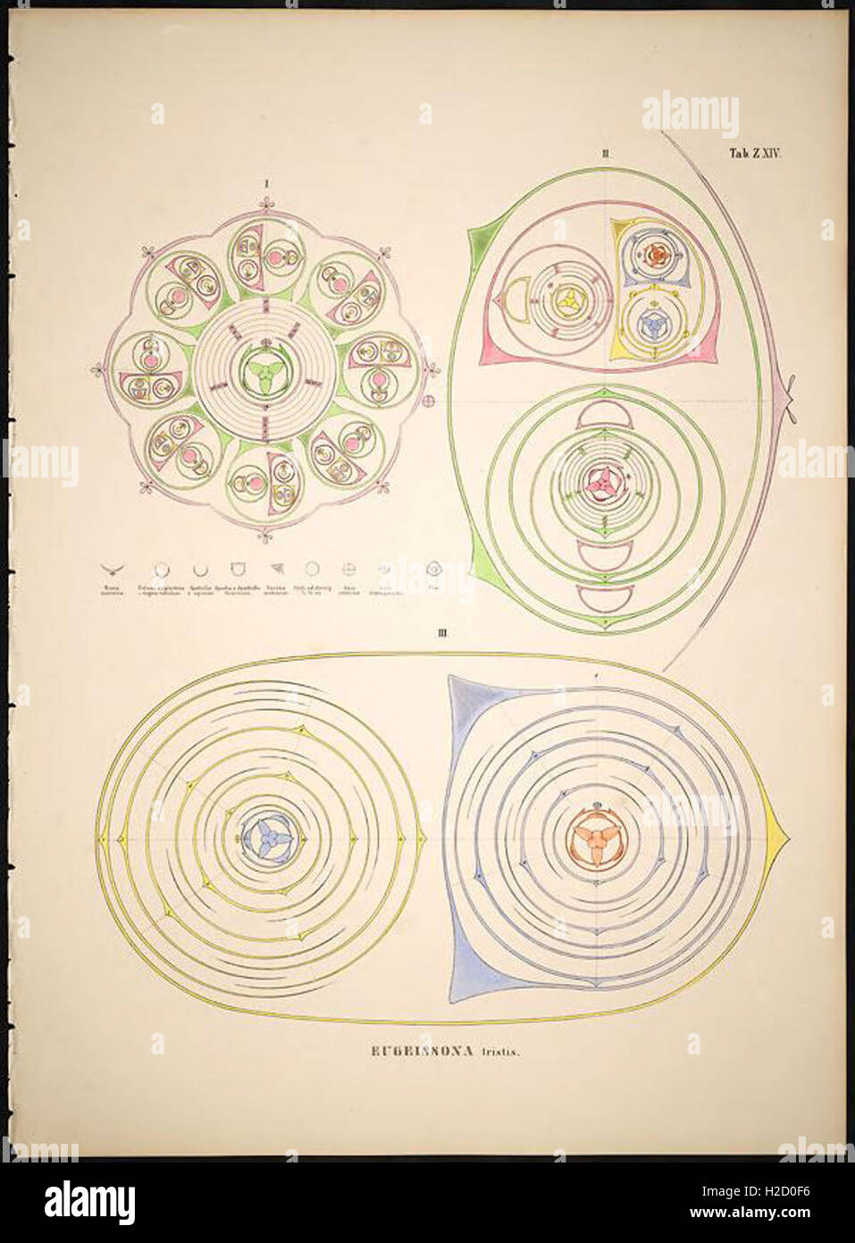 'Historia naturalis palmarum' is a comprehensive study of palm species ...