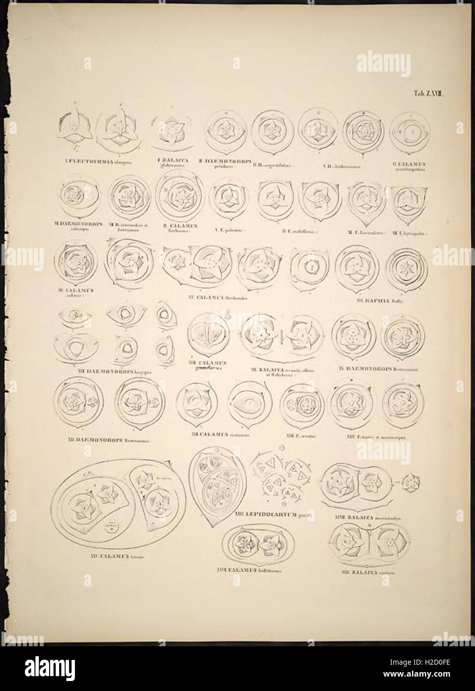 A key botanical work focused on the natural history of palms, this ...