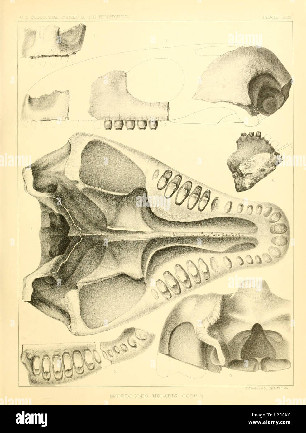 Tertiary vertebrata hi-res stock photography and images - Alamy