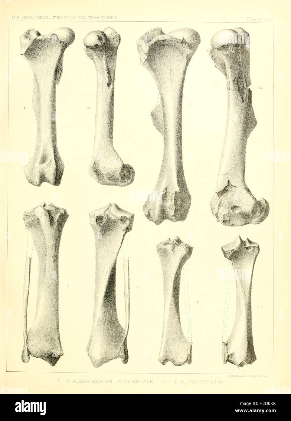 Tertiary vertebrata hi-res stock photography and images - Alamy