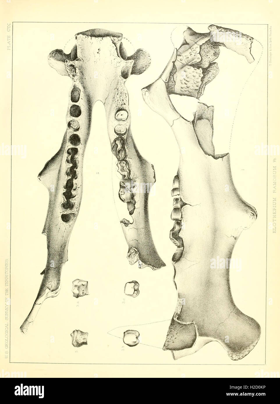 This collection presents previously unpublished plates depicting ...