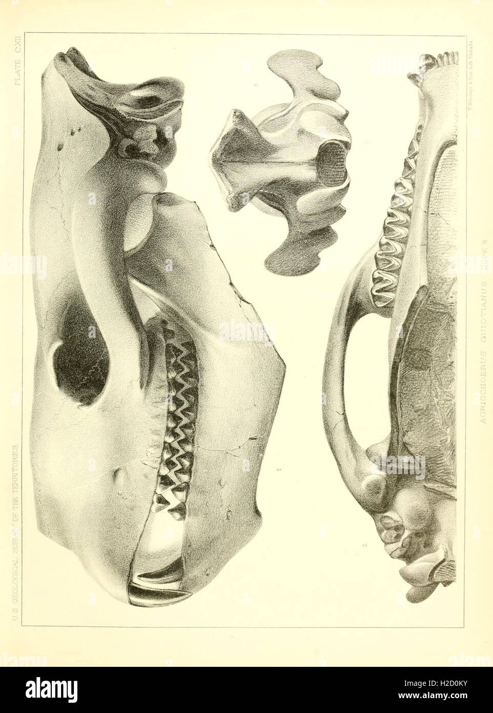 This work features previously unpublished illustrations of mammal ...