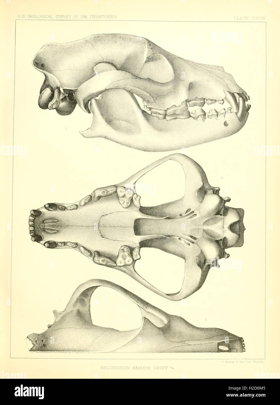 This work features newly discovered illustrations of mammalian fossils ...