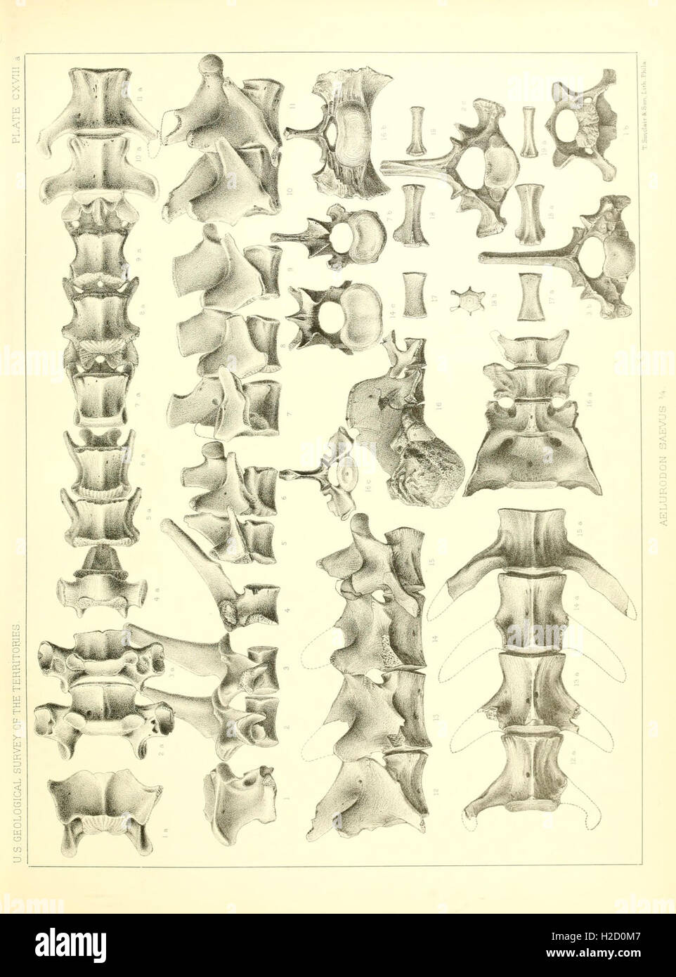 This work presents previously unpublished illustrations and ...