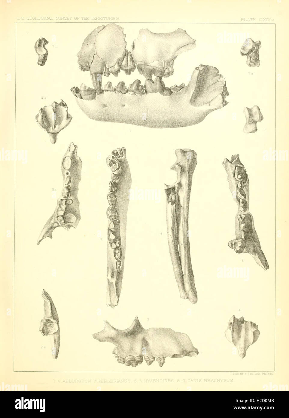 Tertiary vertebrata hi-res stock photography and images - Alamy