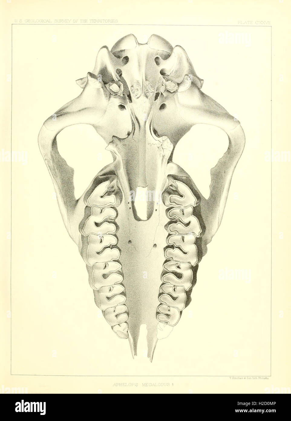 This work presents unpublished illustrations of Tertiary mammalian and ...