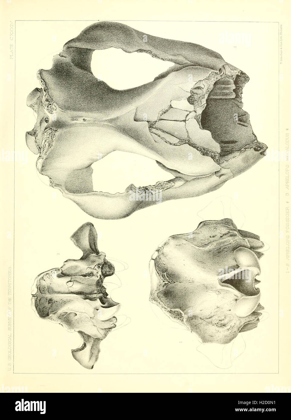 Tertiary period of vertebrates hi-res stock photography and images - Alamy