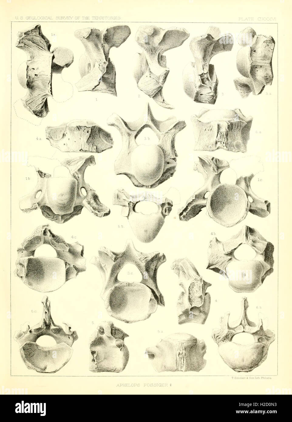 Tertiary vertebrata hi-res stock photography and images - Alamy