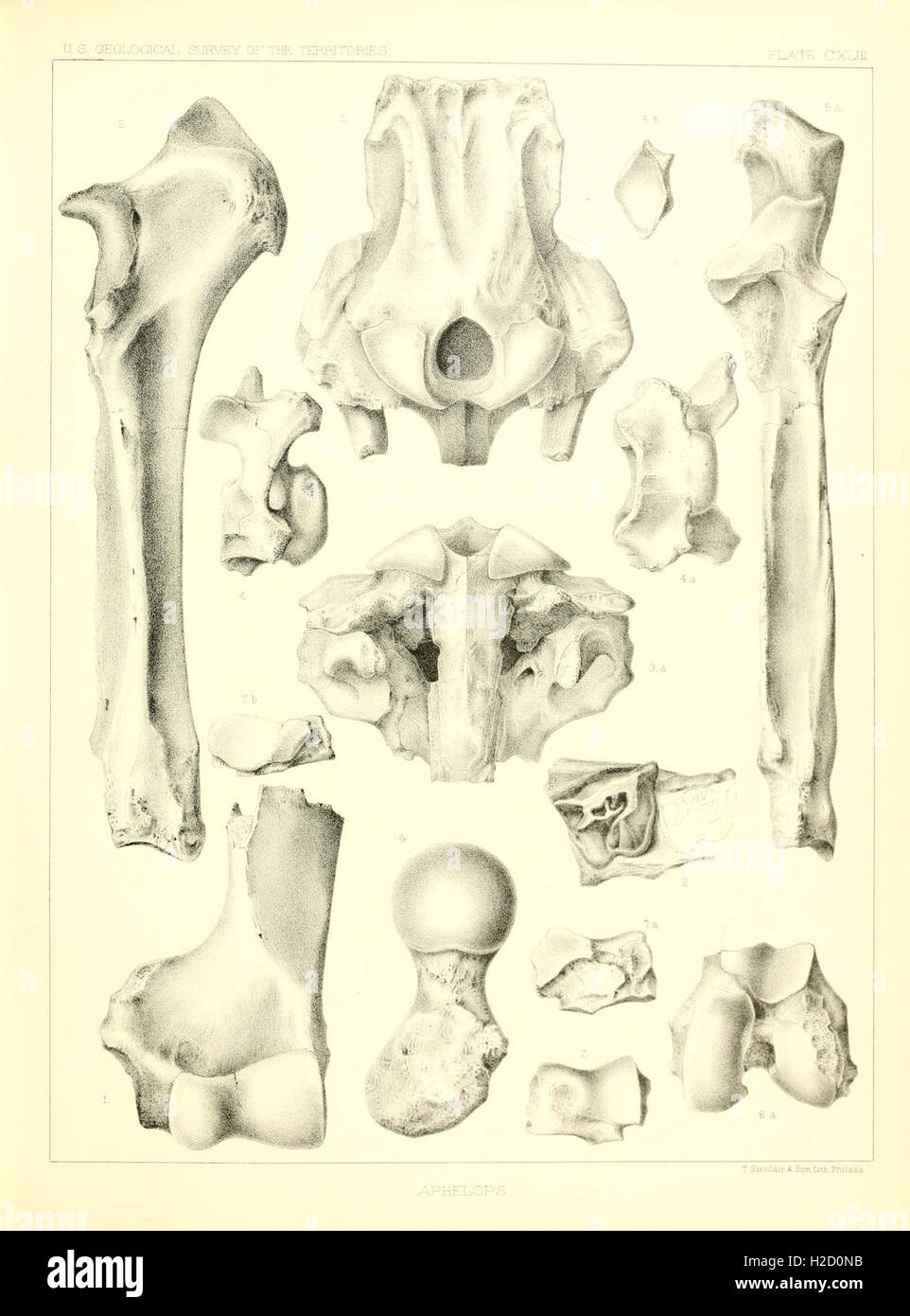 Tertiary vertebrata hi-res stock photography and images - Alamy
