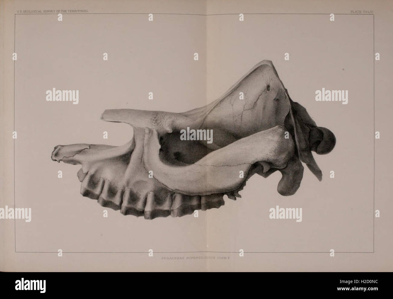 This work presents unpublished illustrations of Tertiary mammals and ...