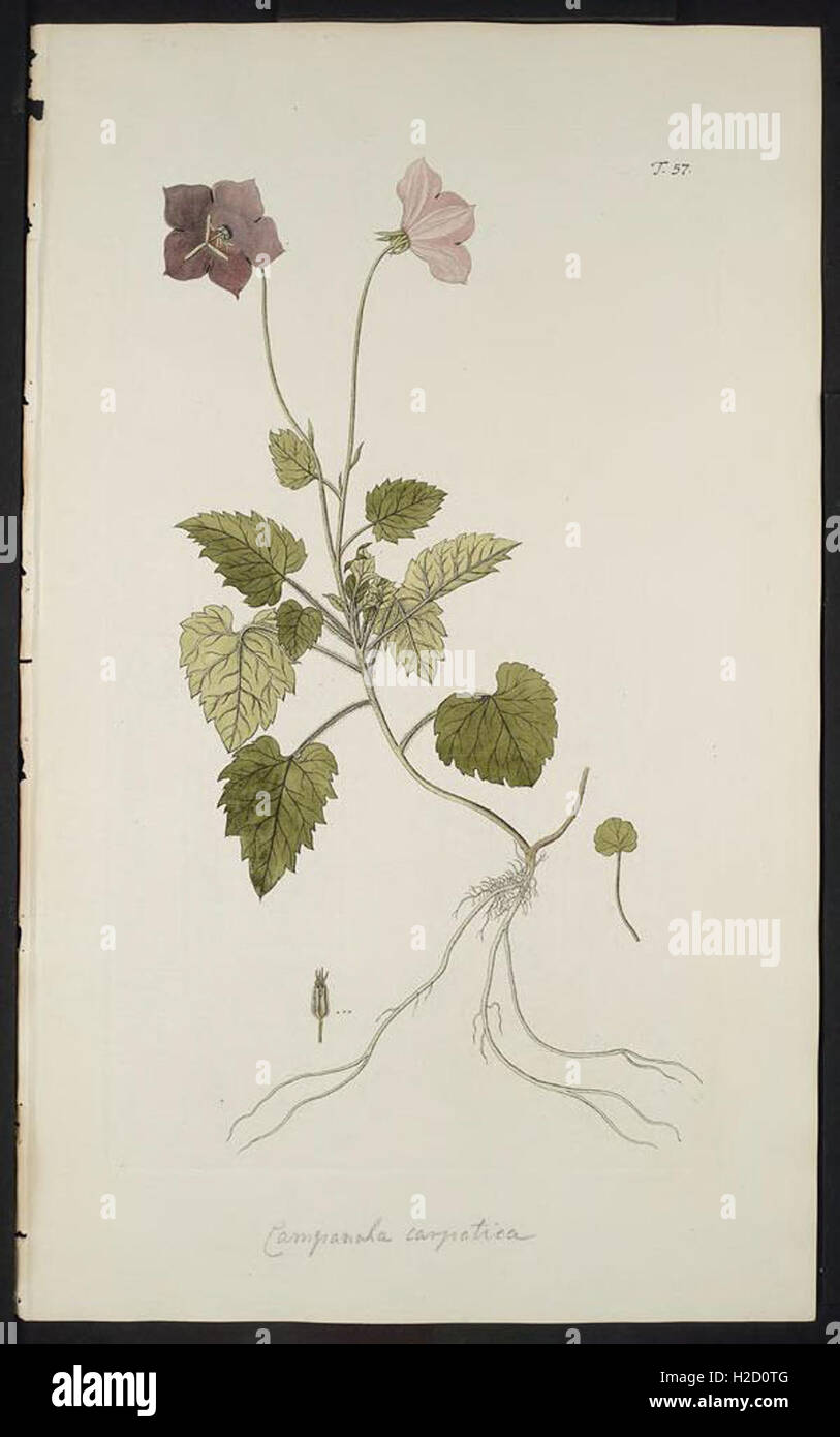 Hortus botanicus vindobonensis, seu, Plantarum rariorum, quae in Horto ...