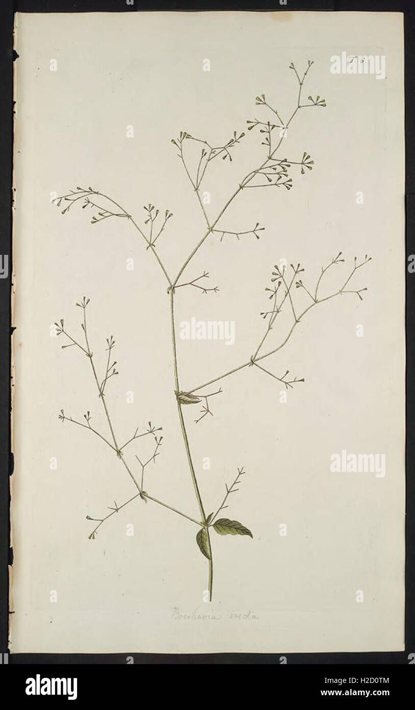 A botanical catalog detailing rare plants found in the Botanical Garden ...