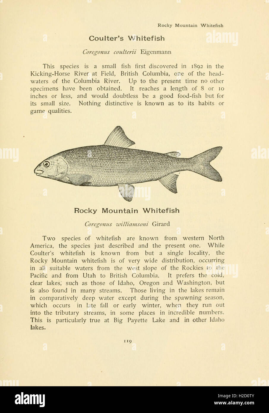 An informational guide detailing the species of fish in North America ...