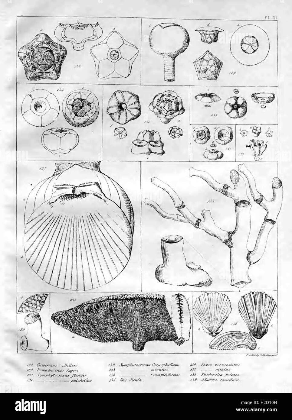 Work focusing on fossil Black and White Stock Photos & Images - Alamy