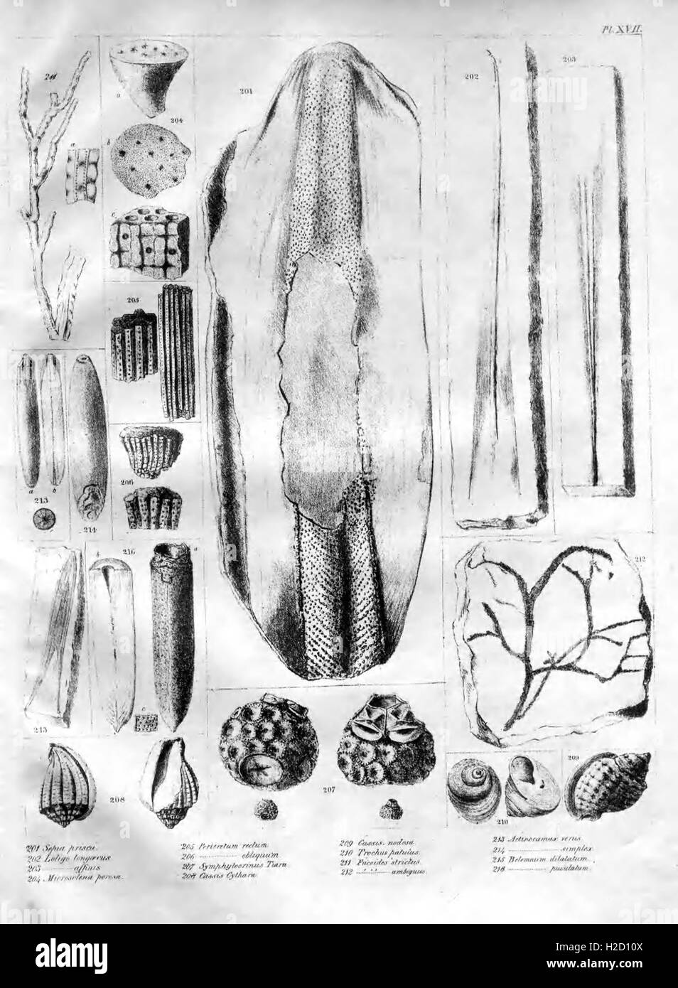 This plate features detailed illustrations of fossil specimens ...