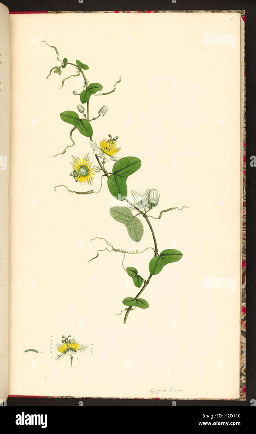 An illustrated work on rare plant species, featuring descriptions and ...