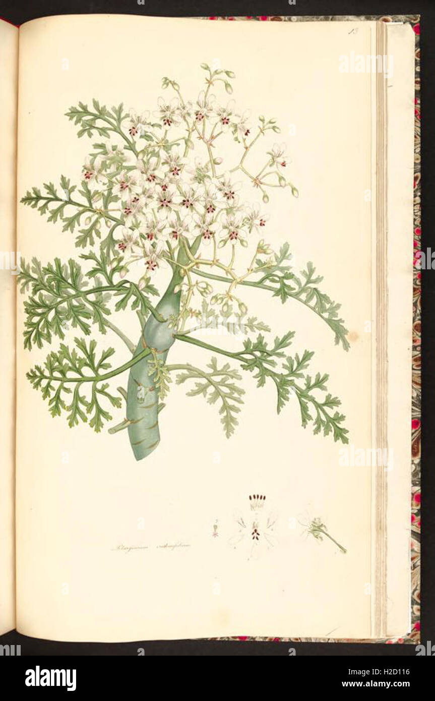 An illustrated work depicting rare plants with descriptions and ...
