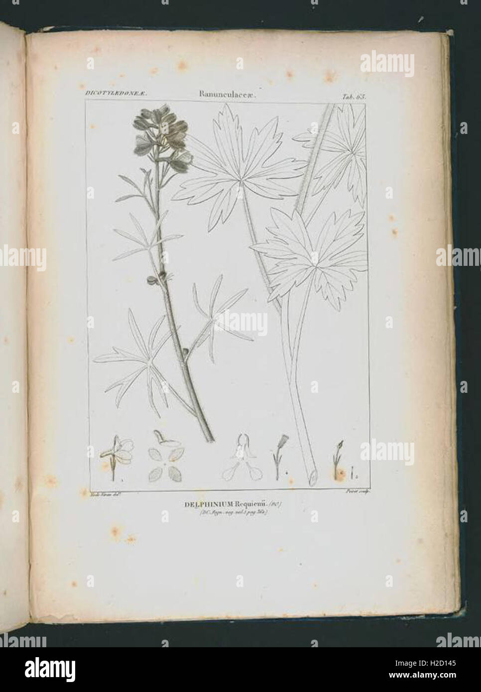 This botanical work features detailed illustrations of plants based on ...