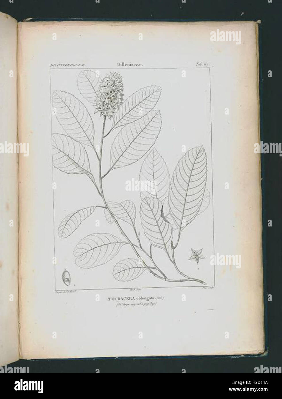 This plate presents selected illustrations of plants in the universal ...