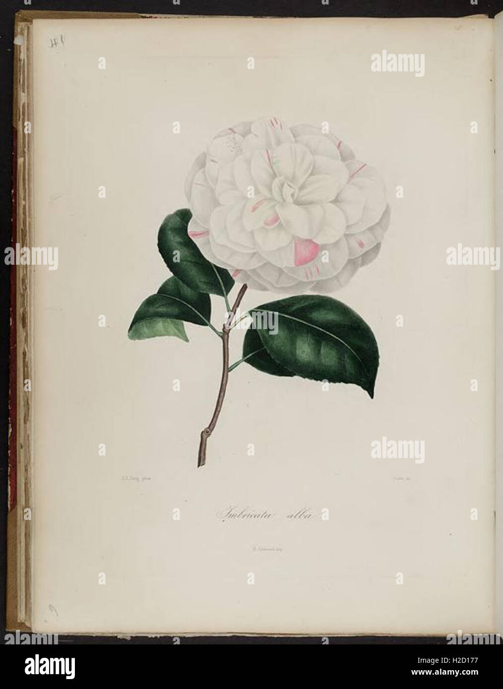 This French text, 'Iconographie du genre Camellia,' describes and ...