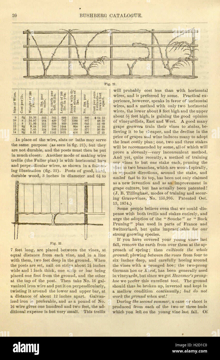 A comprehensive illustrated catalogue of American grapevines, detailing ...