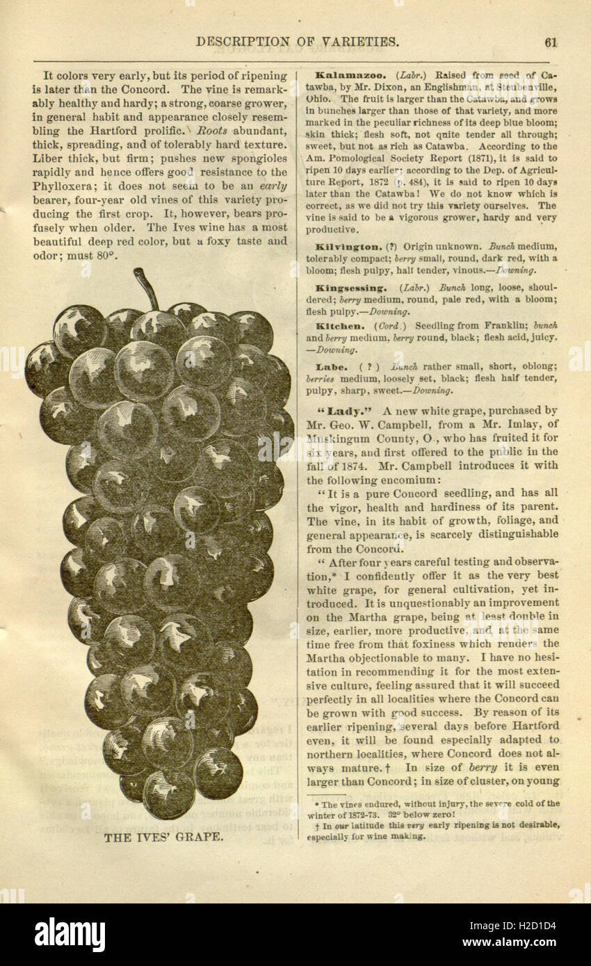 This catalog provides an illustrated guide to American grapevine ...