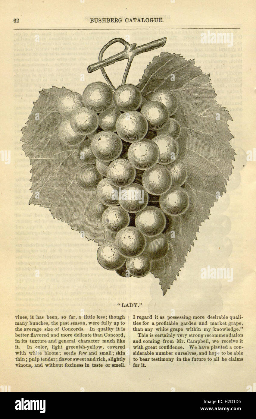 An illustrated catalog detailing various American grapevine species ...