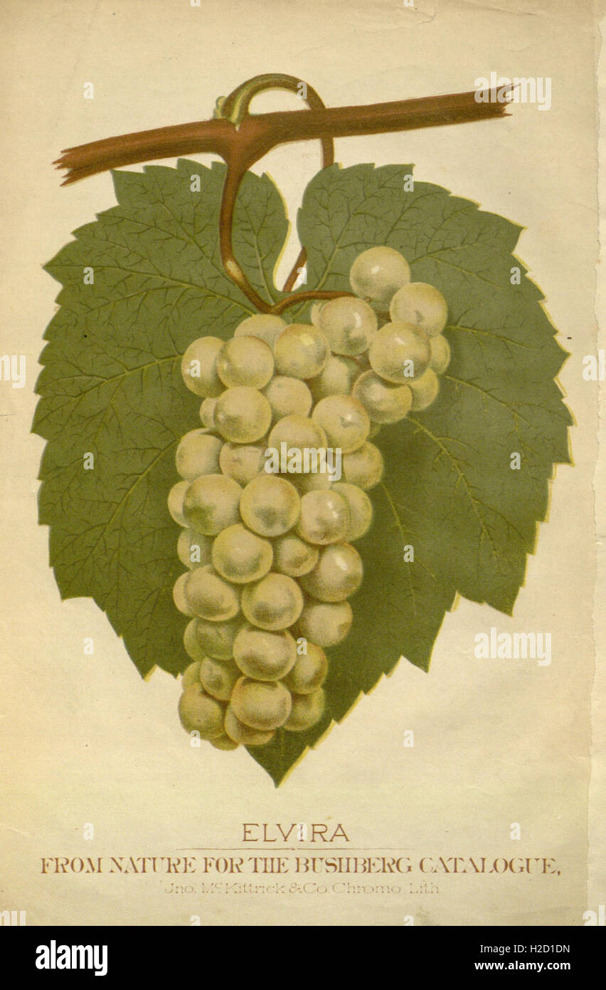 A catalog providing detailed descriptions and illustrations of American ...