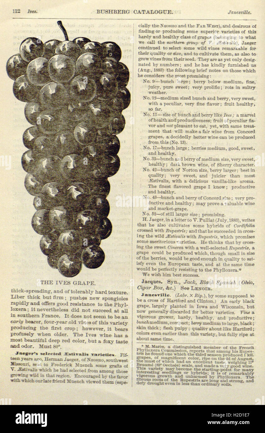 This catalogue offers a detailed description of American grape vine ...
