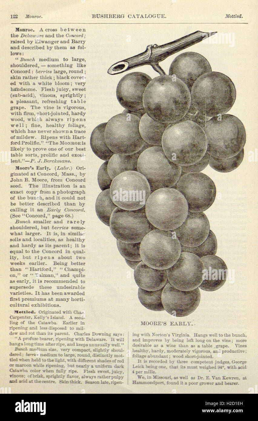 An illustrated catalogue of American grape vine varieties, featuring ...