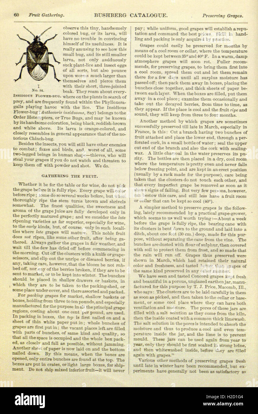 Various stages of grape development hi-res stock photography and images ...