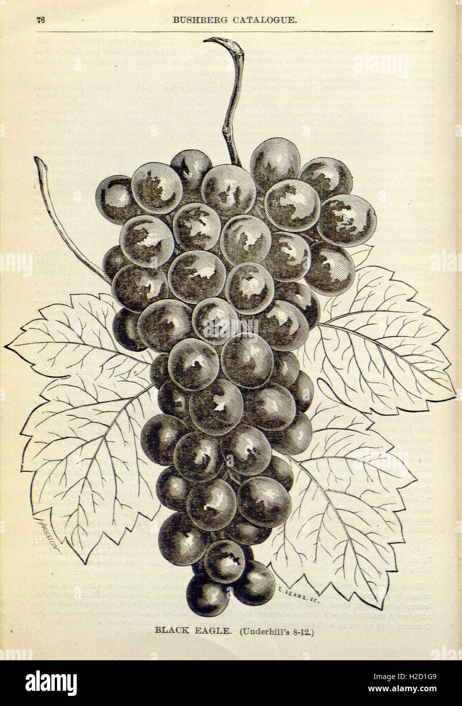 A catalog providing detailed descriptions and illustrations of American ...