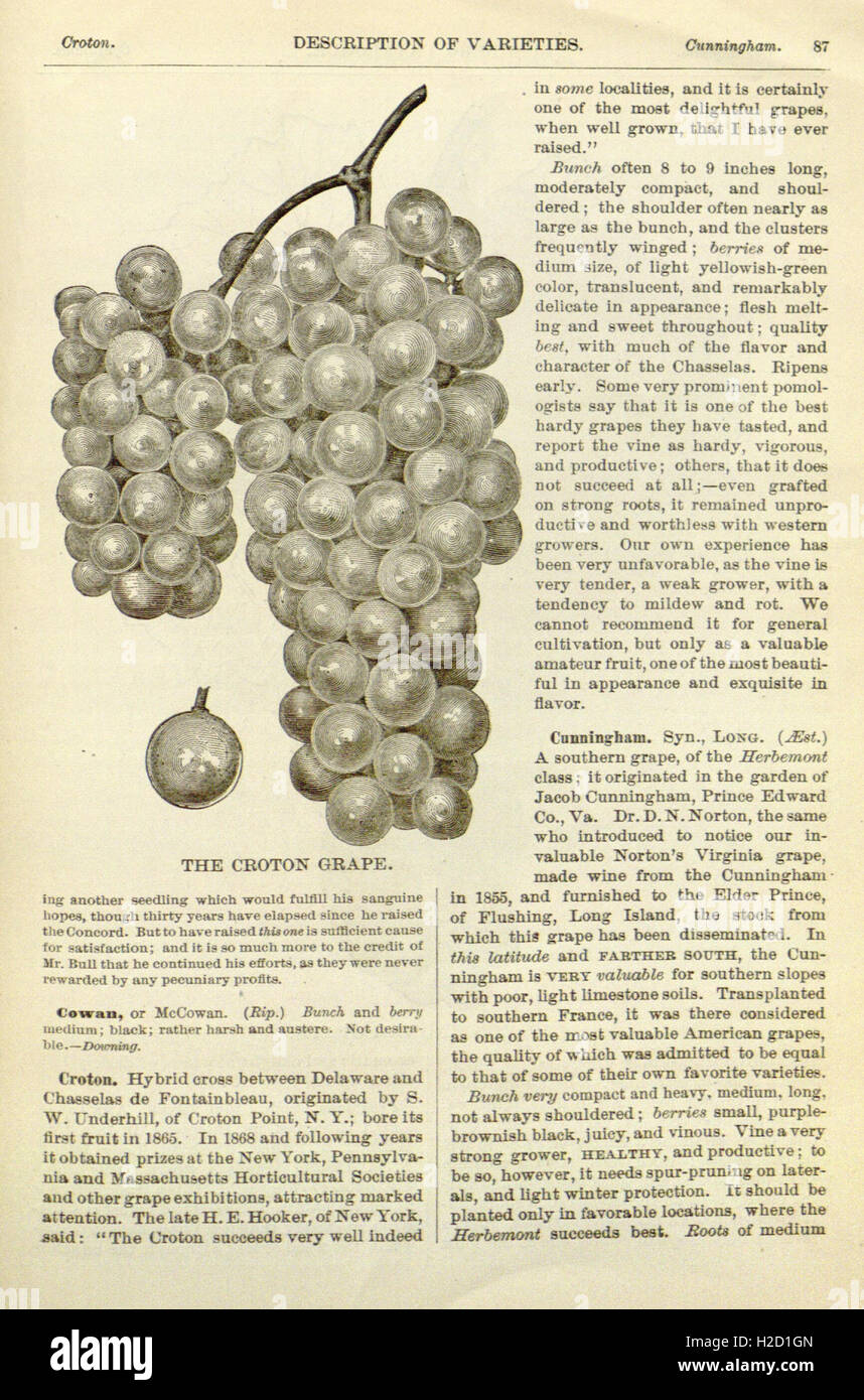 A detailed catalog of American grape vine species, highlighting their ...