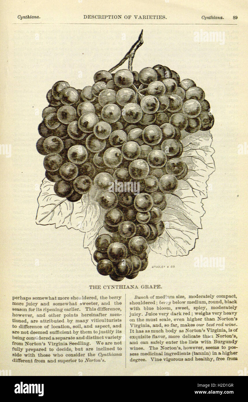 This catalogue describes various American grapevine species, focusing ...