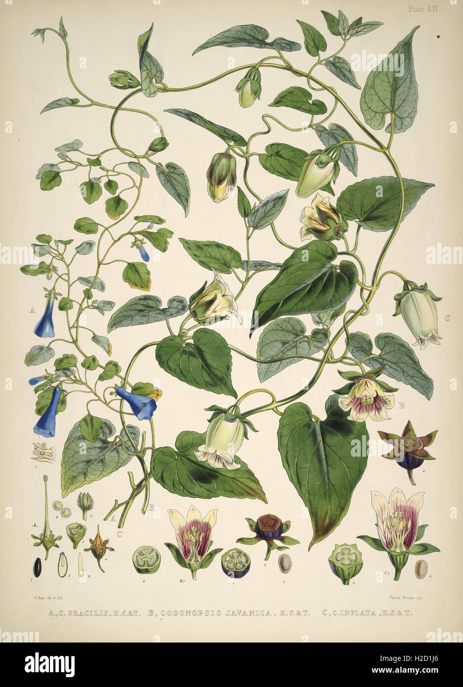 This illustration showcases the diverse plant species of the Himalayan ...