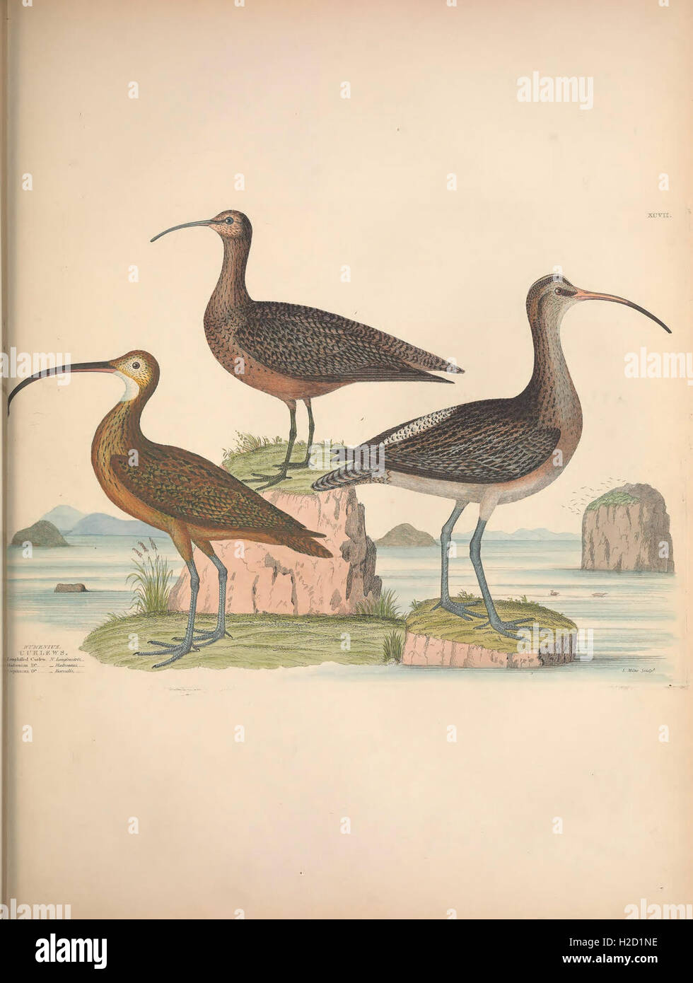 An illustration from the American ornithology works of Alexander Wilson ...