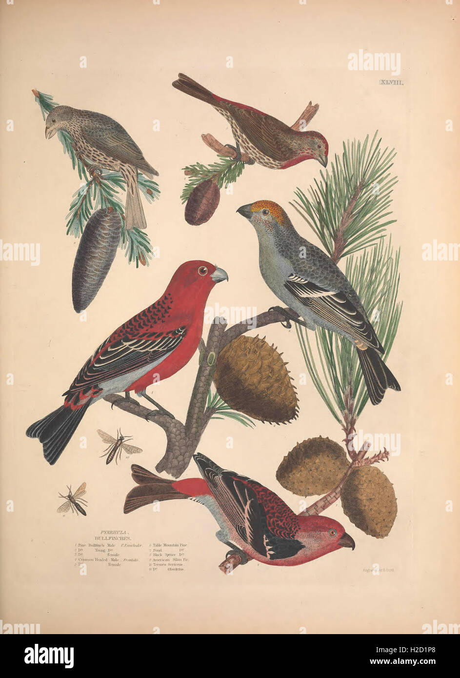 This work presents illustrations of various bird species in America ...