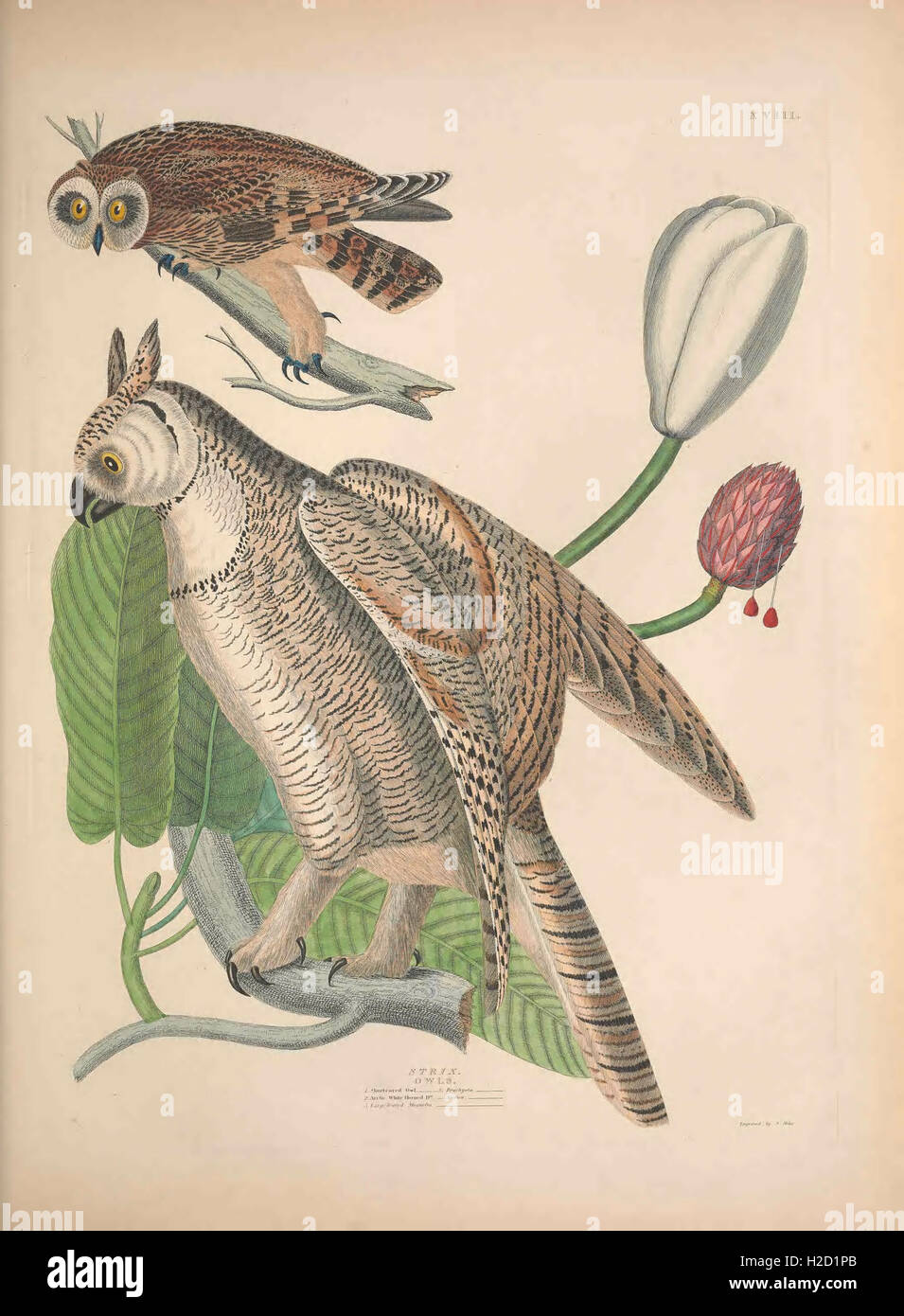 Illustrations of the American ornithology of Alexander Wilson and ...