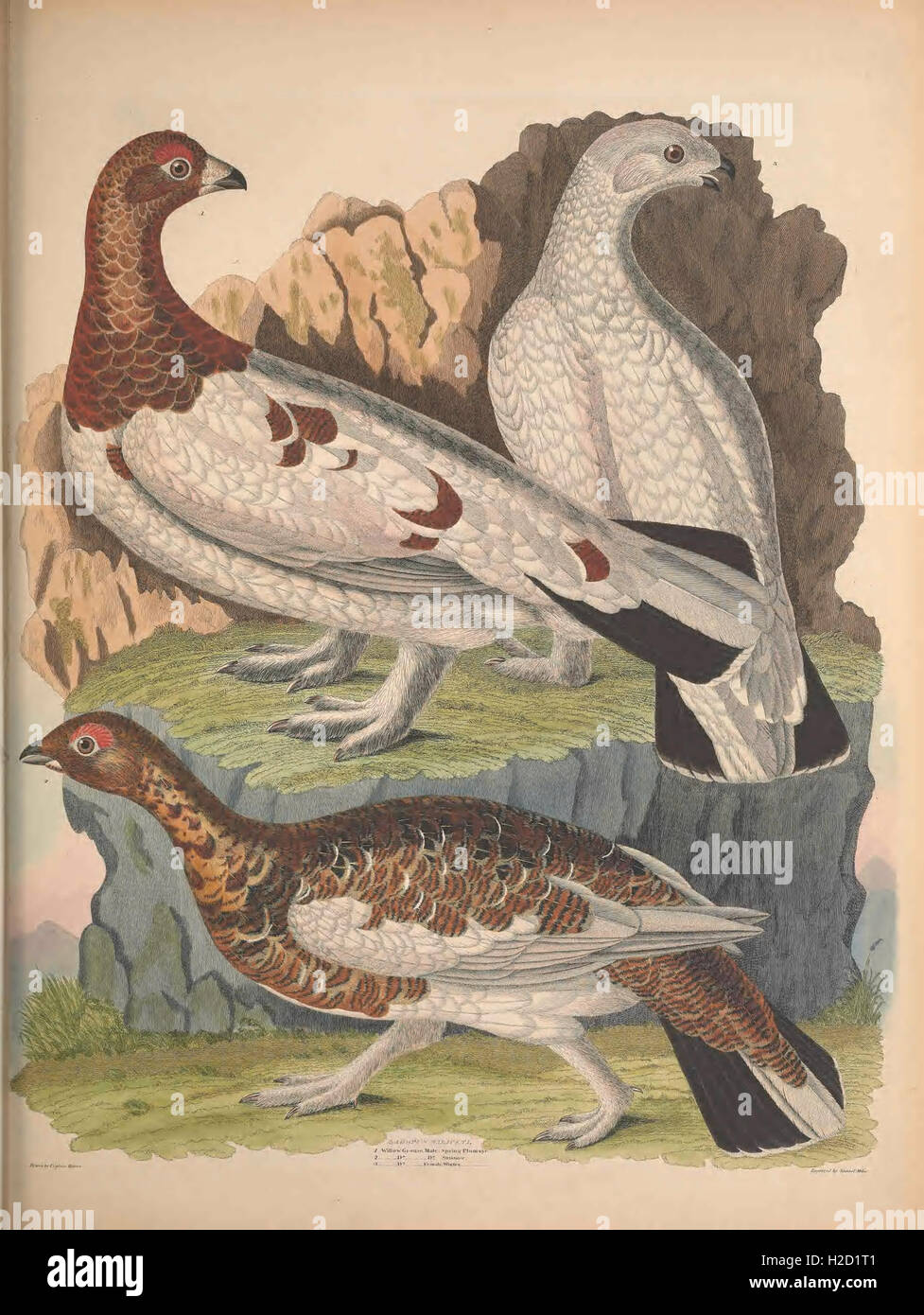 Alexander Wilson American Ornithology High Resolution Stock Photography ...
