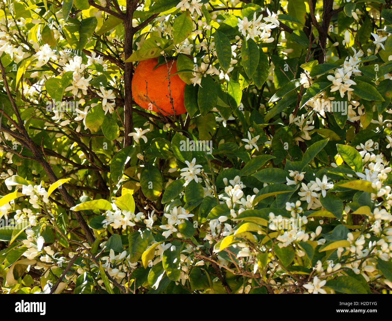 Pith tree hi-res stock photography and images - Alamy
