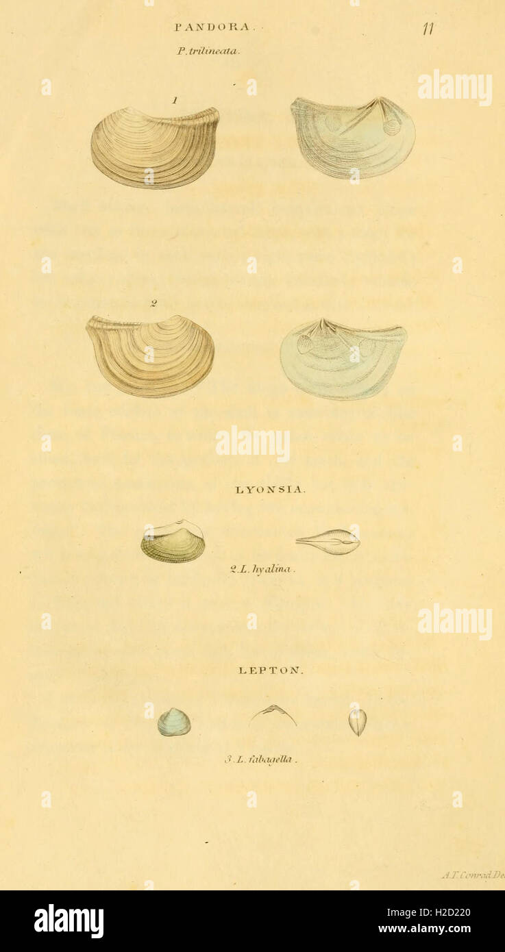 This plate from 'American Marine Conchology' showcases marine shells ...