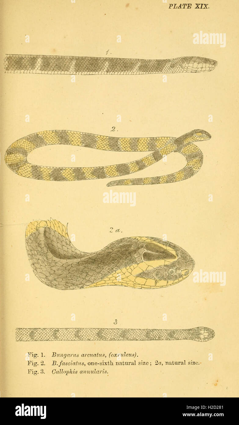 This work presents detailed illustrations and descriptions of various ...
