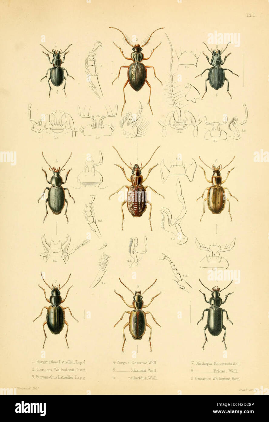 This work illustrates the diverse insect species of Madeira, focusing ...
